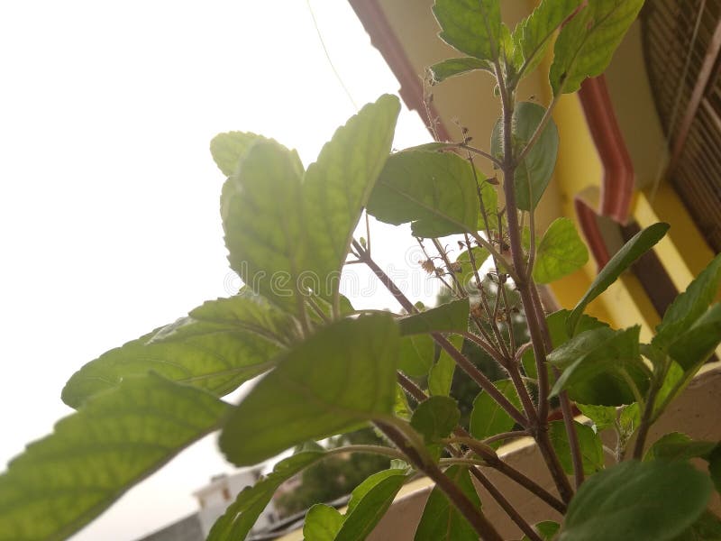 Nature Natural Photo in India Stock Image - Image of natural, india ...