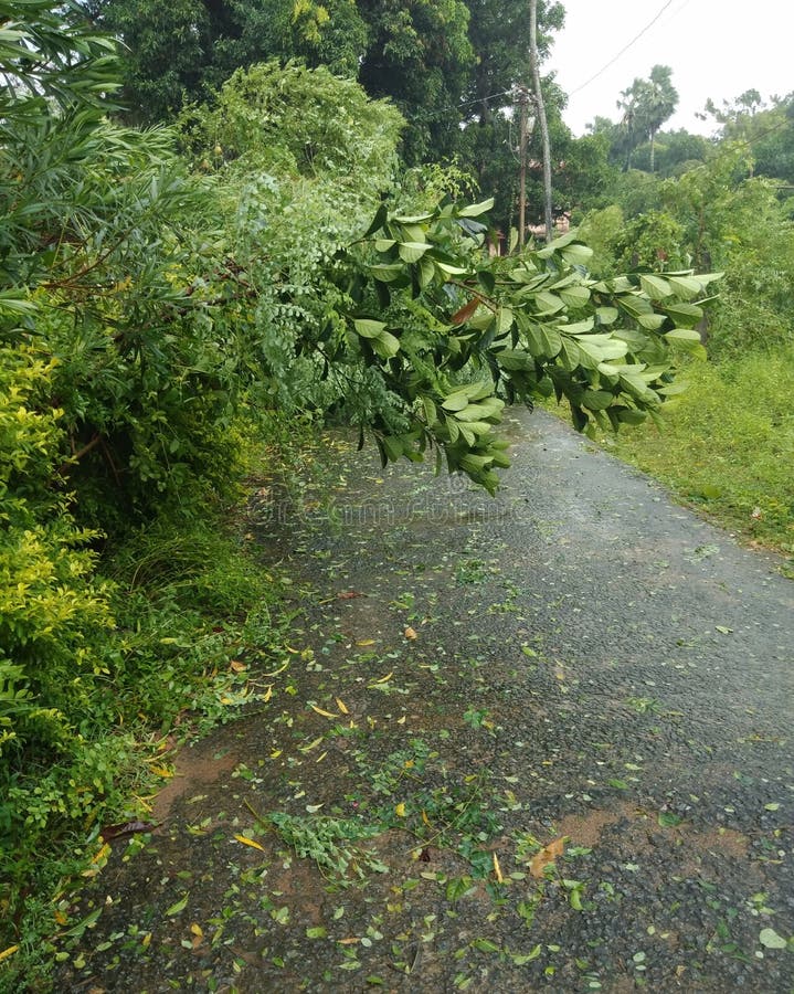 Nature stock photo. Image of cyclone, titli, nature - 135593316
