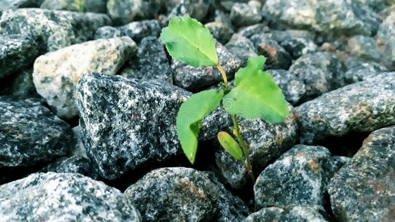 Nature stock image. Image of stone, seed, green, nature - 131469283