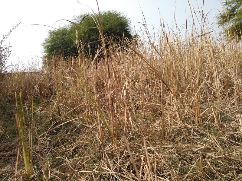 Nature stock image. Image of good, nature, bcoz, happy - 136471769