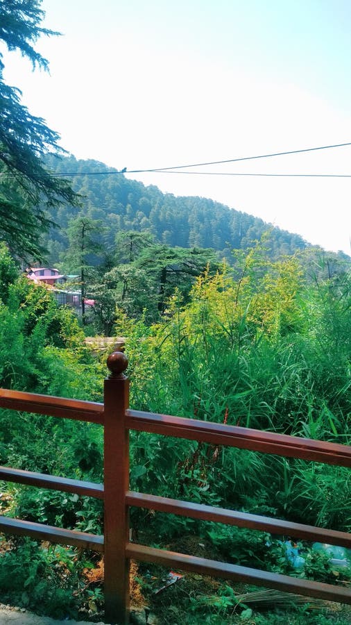 Nature and Forest of Shimla Stock Image - Image of flower, forest ...