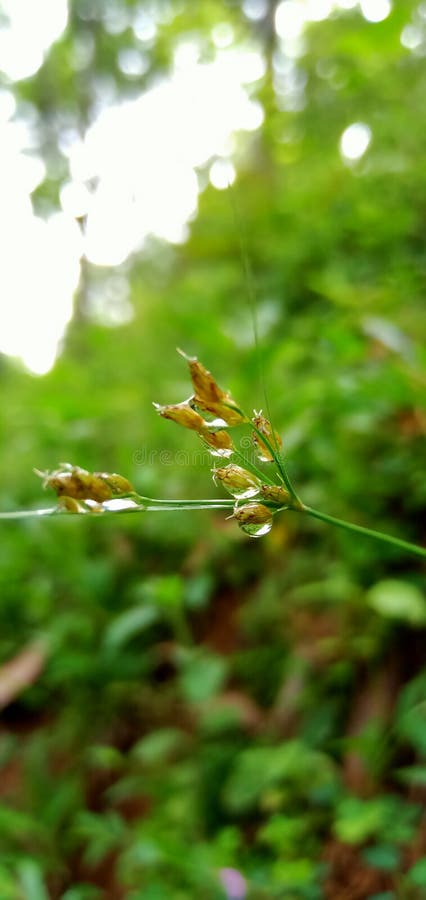 120 Netural Flower Stock Photos - Free & Royalty-Free Stock Photos from ...