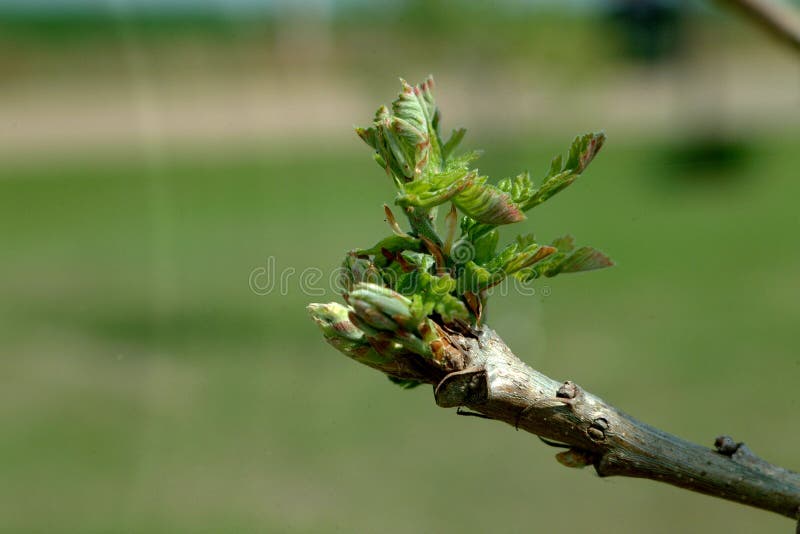 Nature - New Beginnings stock photo. Image of green, nurture - 106382