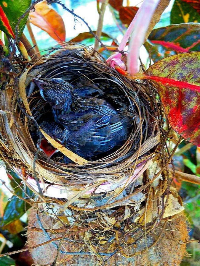 Nature and new life stock photo. Image of life, nature - 83743330