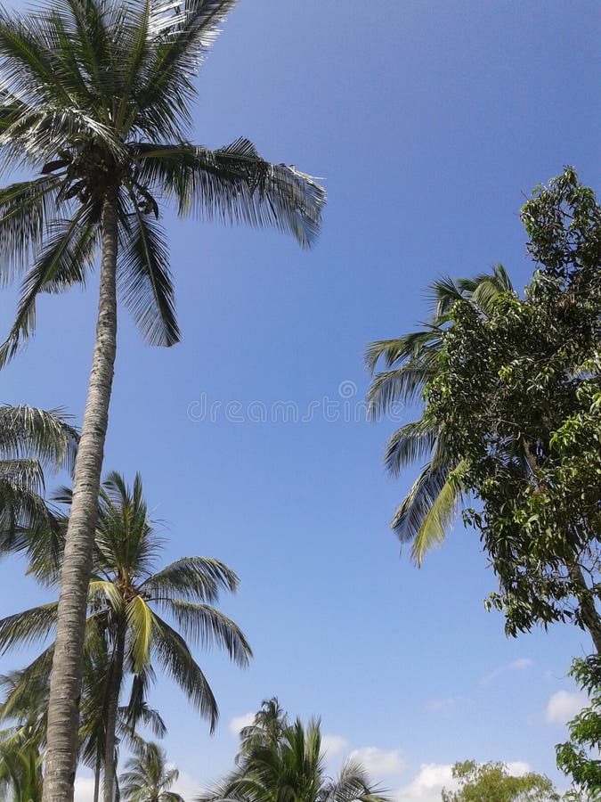 Nature stock photo. Image of trees, nice, wallpaper, nature - 83043262