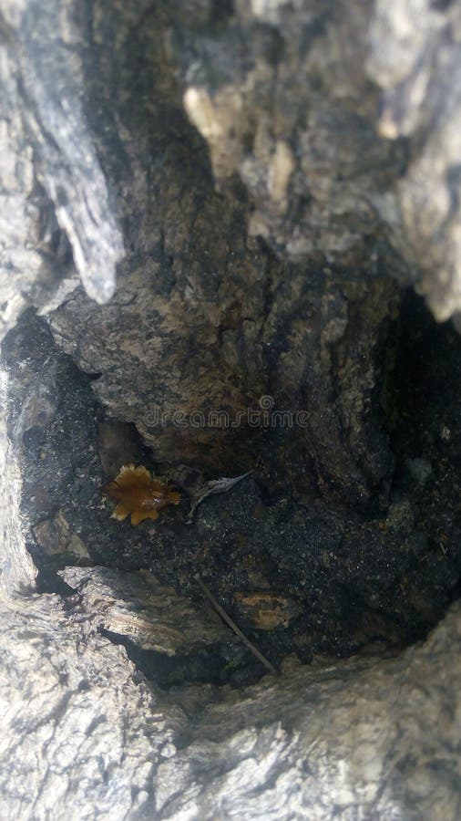 Nature Niche stock image. Image of inside, tree, home - 90792221