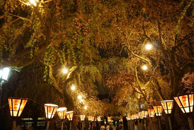 Nature, Night, Lighting, Light Stock Photo - Image of plant, nature ...