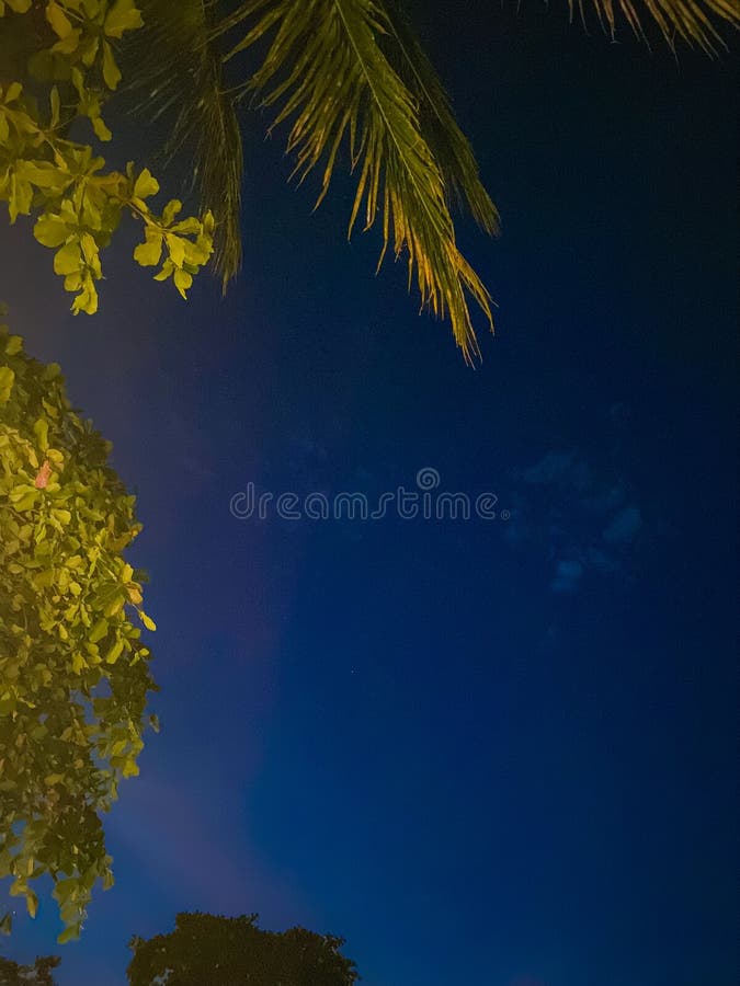 Nature : Night Sky between Leaf and Tree Stock Photo - Image of night ...