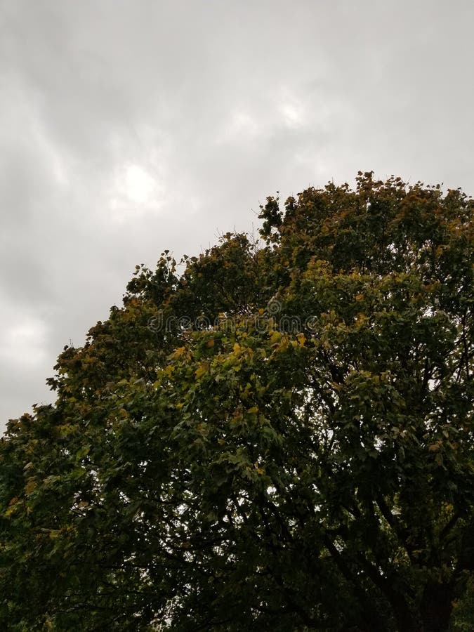 Nature no filter stock image. Image of nature, filter - 132048965