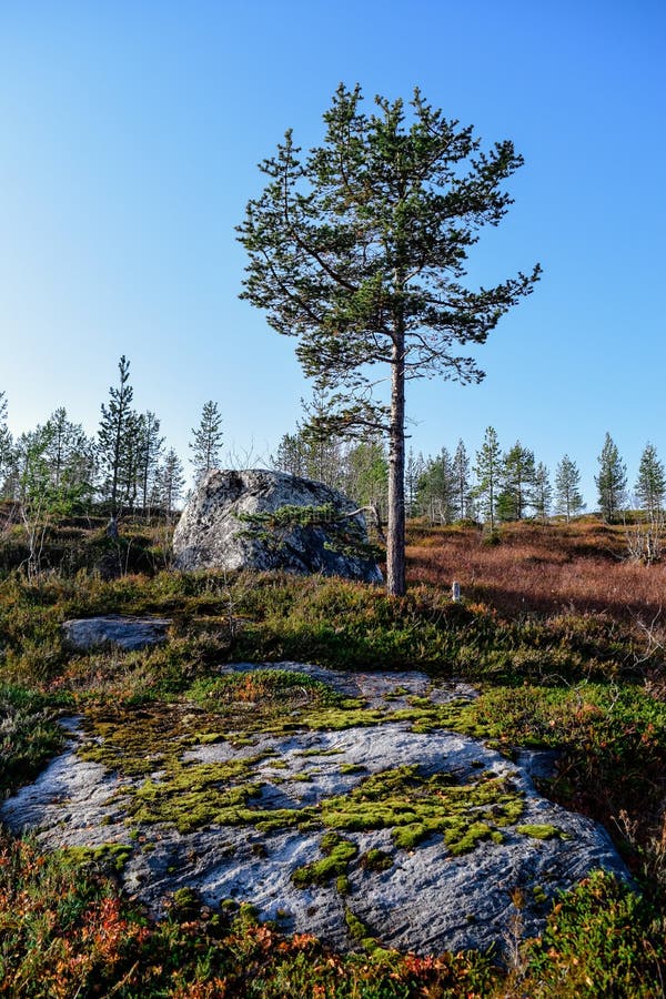 Nature of the North. Rocks and Pine Trees. Stock Photo - Image of north ...