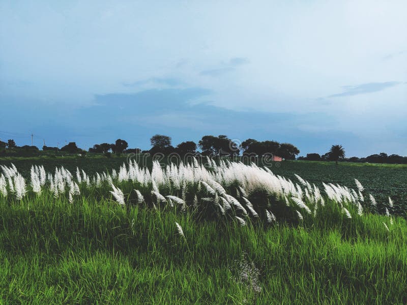 In Nature, Nothing is Perfect and Everything is Perfect. Stock Image ...