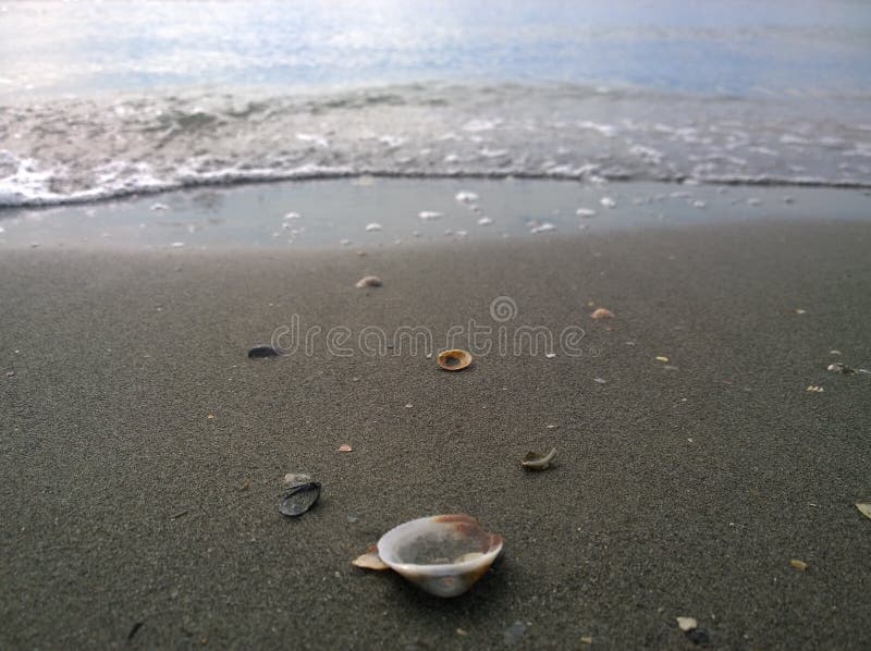 Nature stock image. Image of shell, nature, oceansea - 79165869