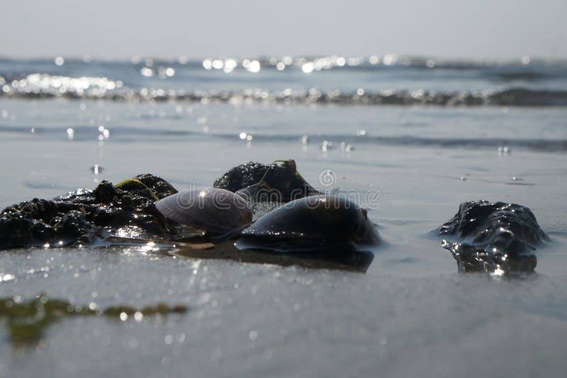 Nature stock image. Image of shell, oceansea, water, nature - 89180371