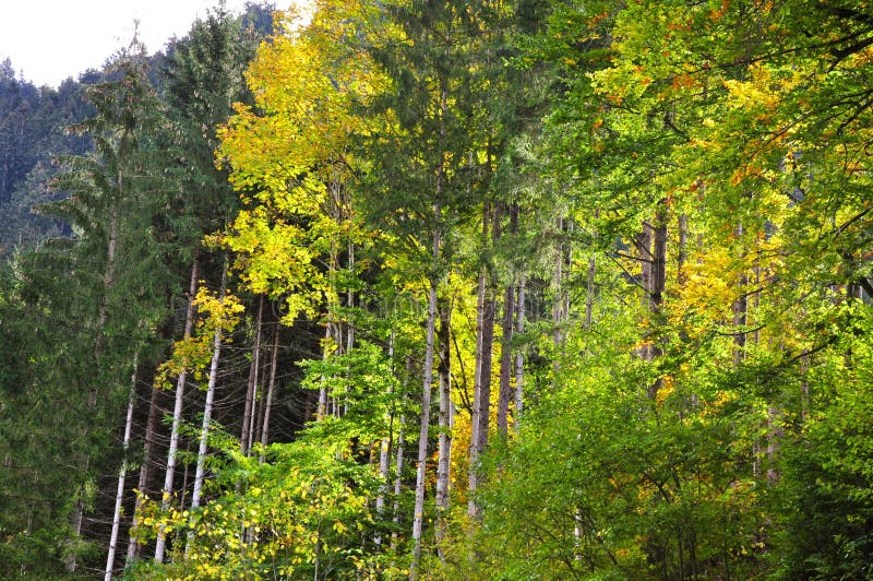 Hello Autumn - Hello October Stock Photo - Image of tree, meadow: 339566864