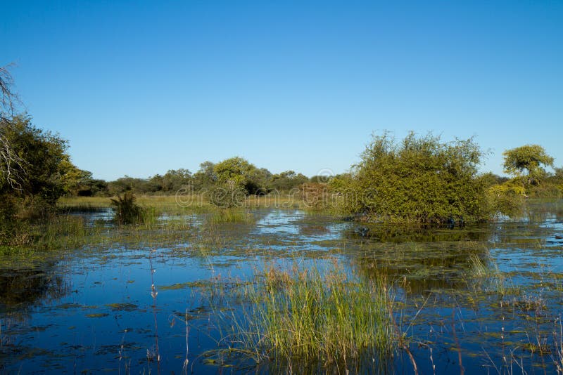 Moremi game reserve stock photo. Image of beautiful, marsh - 94665028