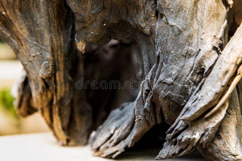 The Nature of Old Decayed Timber Stock Image - Image of beautiful ...