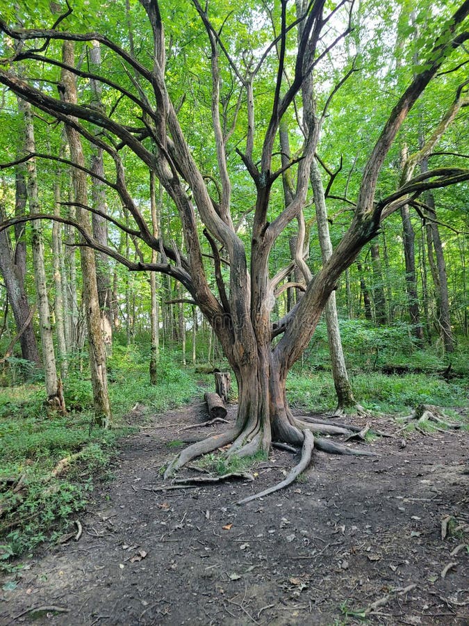 Nature One of a Kind Tree Standing Out Stock Image - Image of nature ...
