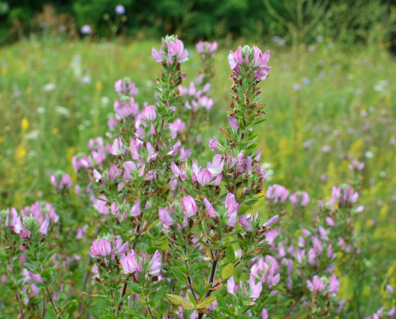 In Nature, Ononis Spinosa Grows among Grasses Stock Photo - Image of ...