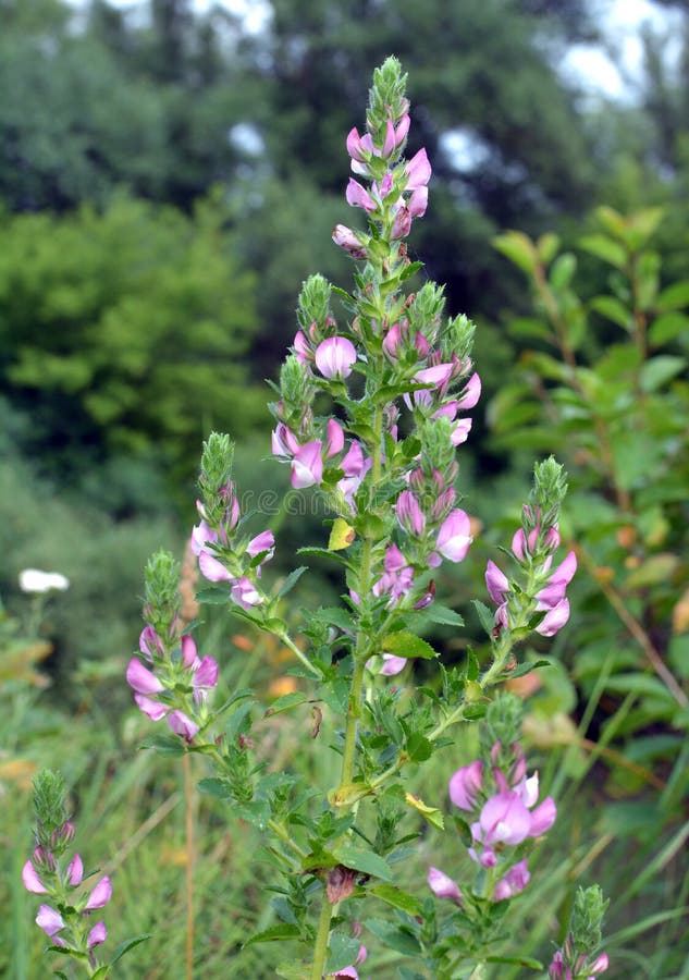In Nature, Ononis Spinosa Grows among Grasses Stock Image - Image of ...