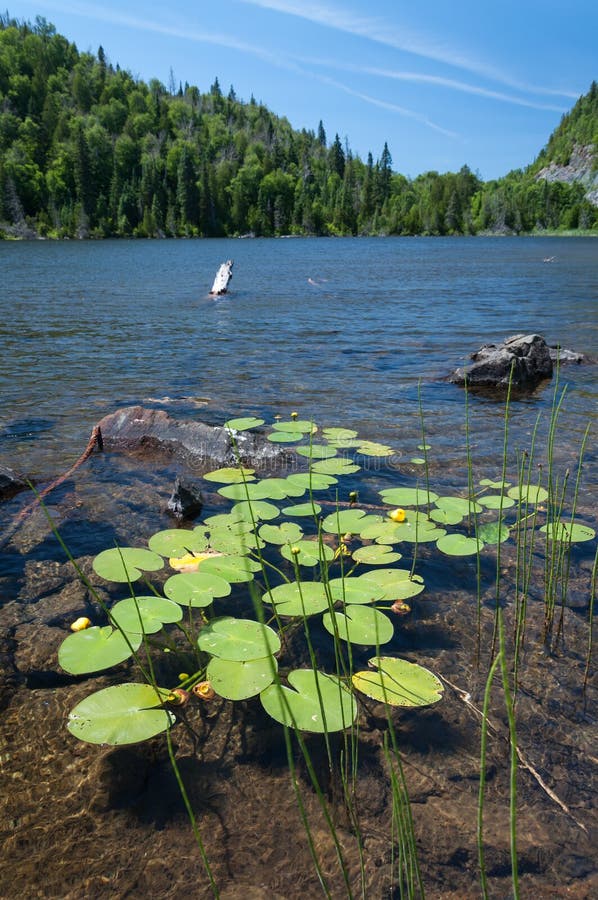 Nature of Ontario stock photo. Image of canada, scenic - 49609568