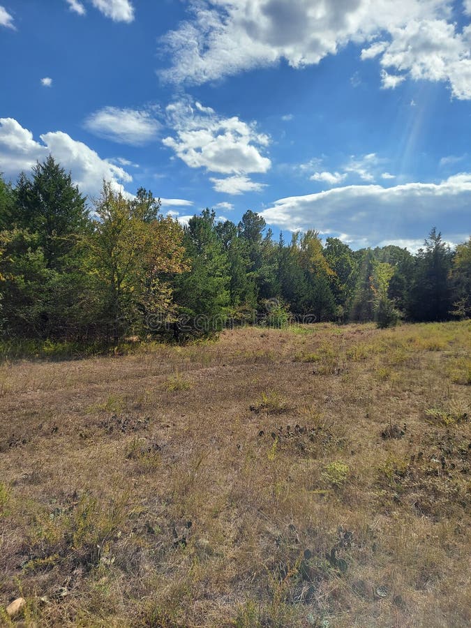 Nature Open field stock photo. Image of green, plant - 259793100