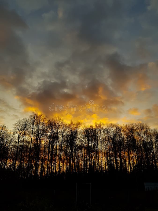 Orange Trees Autumn Forest Picture. Image: 142645138