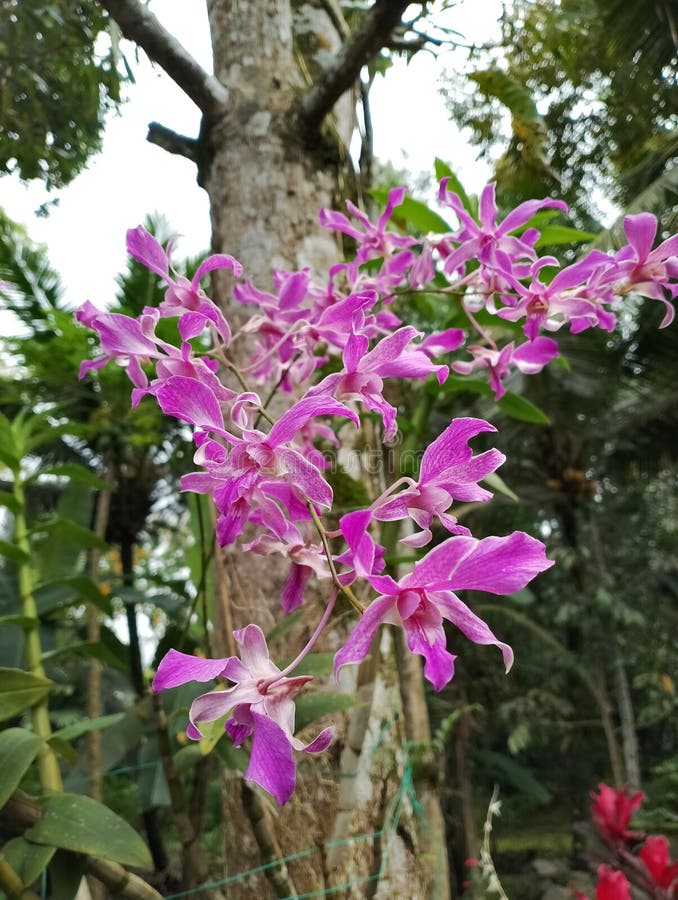 Nature Orchids Bloom Flower Stock Image - Image of plant, bloom: 293553049