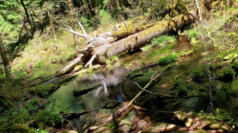 Nature oregon stream water stock photo. Image of woodland - 226348314