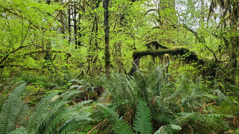 Nature oregon trees plants stock photo. Image of nature - 226349364