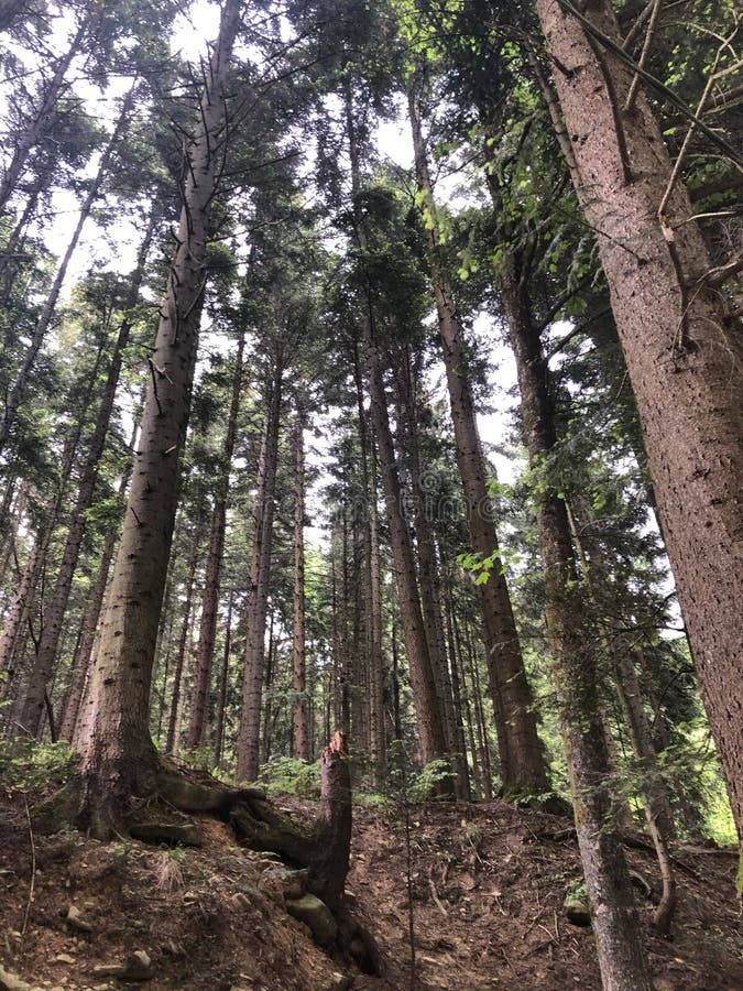 Nature Outdoor High Trees stock photo. Image of carpathians - 255902654
