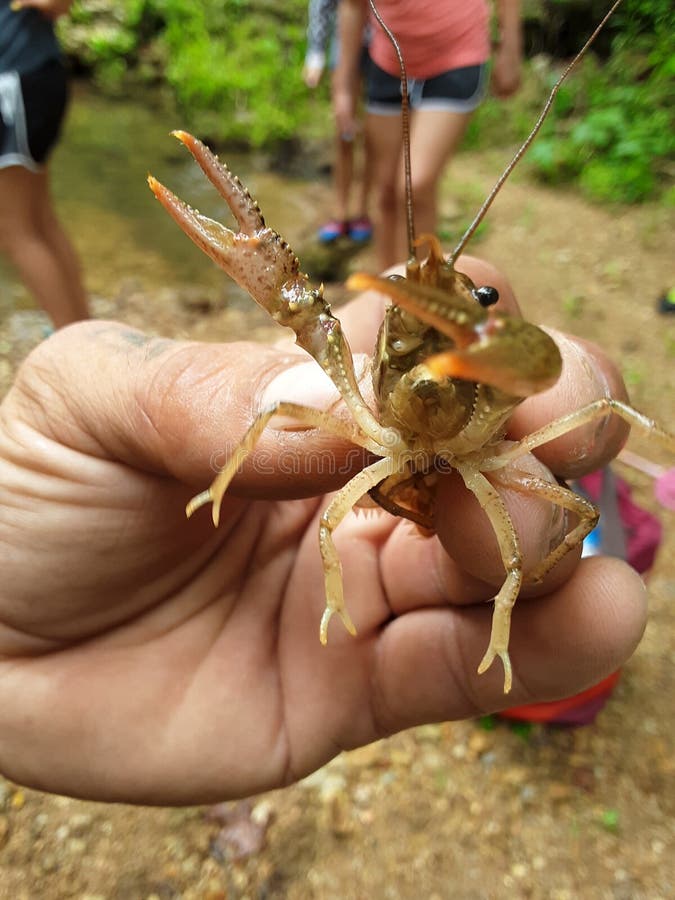 Crawdad Stock Images - Download 534 Royalty Free Photos