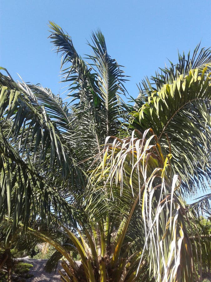 Nature stock image. Image of palm, screen, nature, trees - 83012517