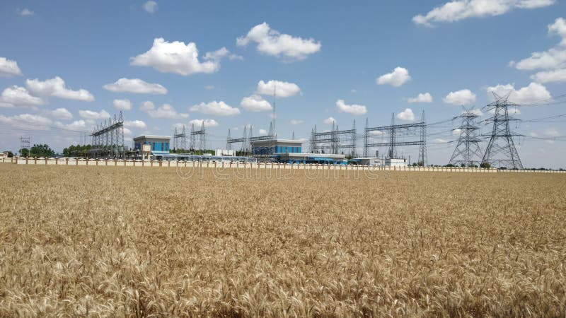 Nature stock photo. Image of palms, nature, wheat, power - 145283294