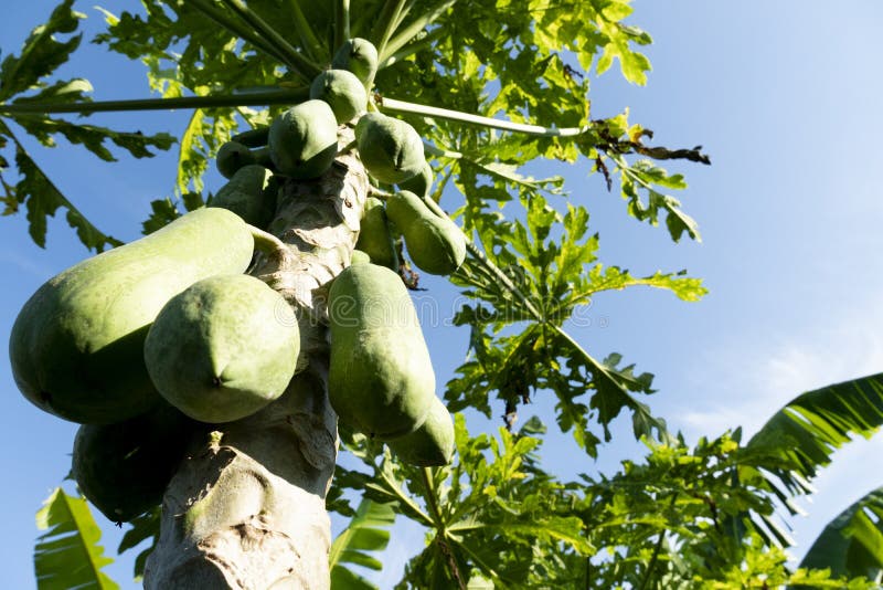 811 Papa Tree Stock Photos - Free & Royalty-Free Stock Photos from ...