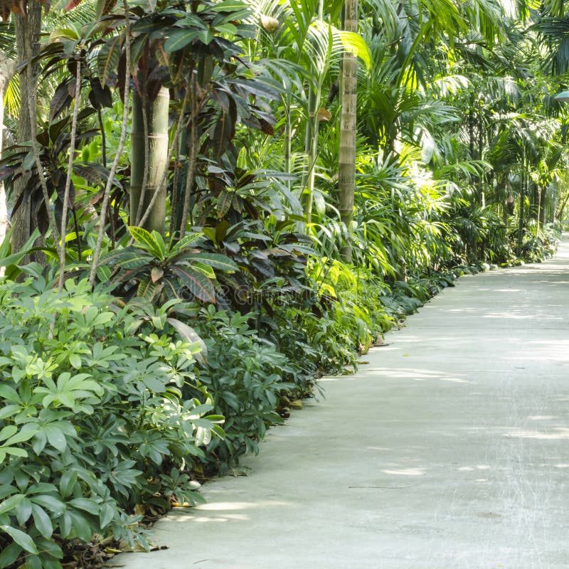 Nature Passage with Many Trees Stock Photo - Image of blooming, flower ...