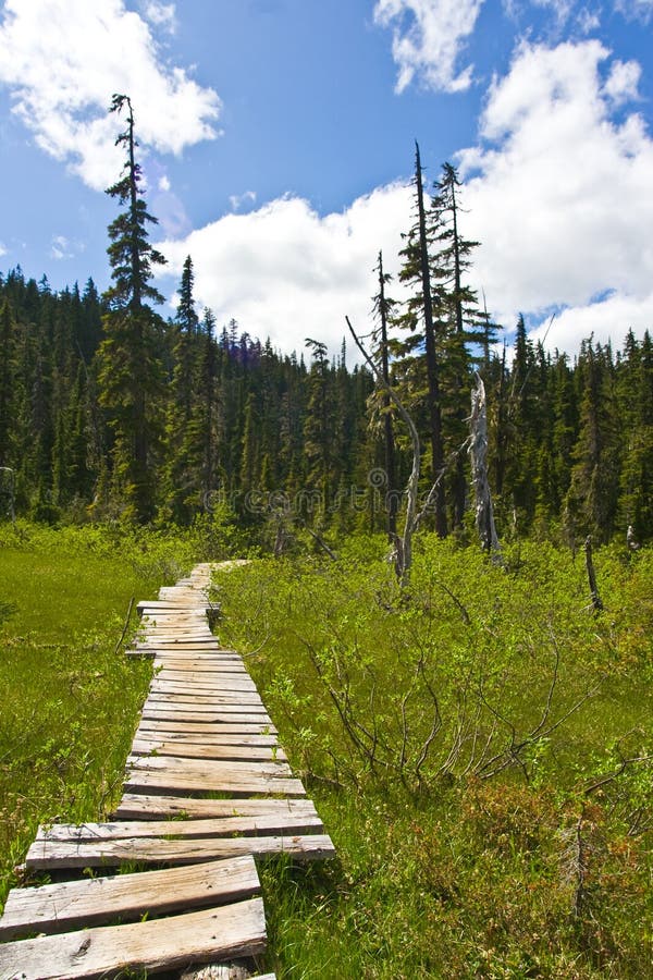 Nature path stock image. Image of recreation, green, trail - 11921575