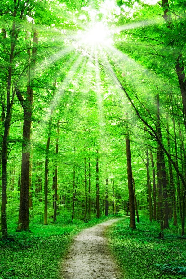 Nature. Path In Forest With Sunshine Stock Photo - Image of leaves ...