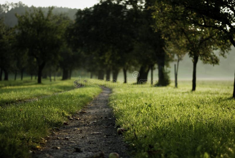 Green, Path, Road, Nature Picture. Image: 102644775