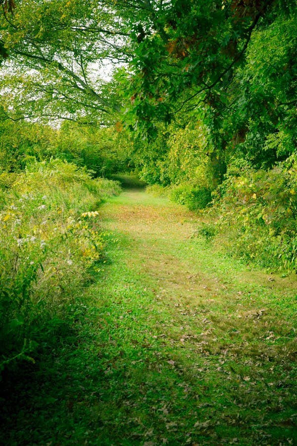 Nature Path stock photo. Image of natural, park, peaceful - 86133418