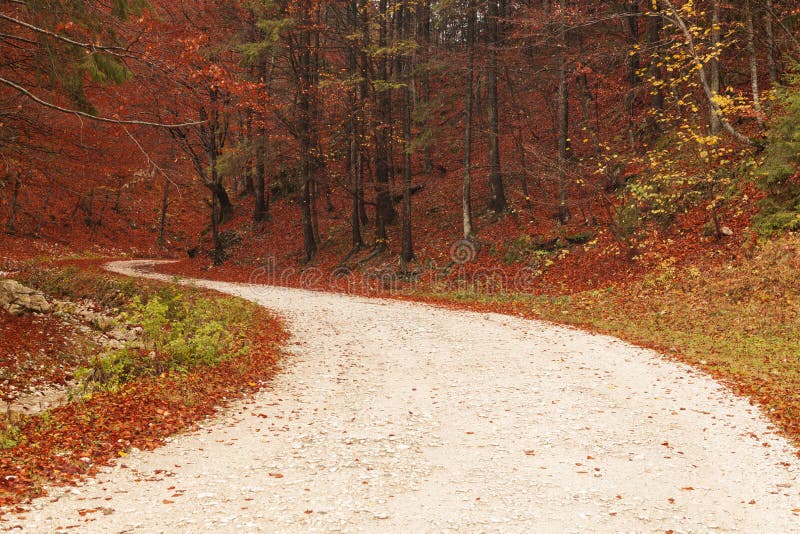 Nature Path through Red Leaves Stock Photo - Image of leaves, sunny ...