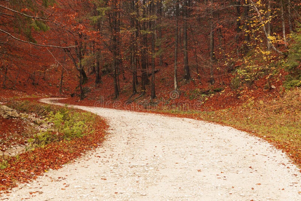 Nature Path through Red Leaves Stock Photo - Image of leaves, sunny ...