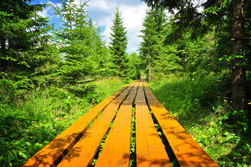 Nature path stock image. Image of wooden, trees, scene - 100808559