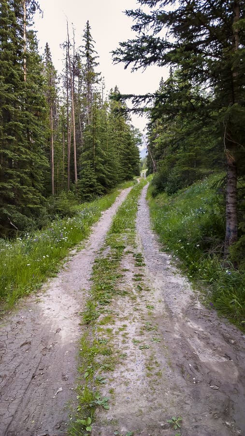 A nature path stock image. Image of beautiful, park - 141898287