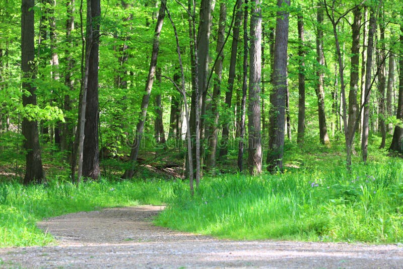 Curvy path stock image. Image of curve, nature, path - 249403023