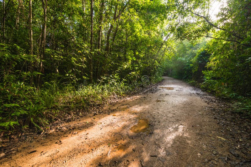 Nature Path in Tropical Jungle Thailand Stock Photo - Image of trail ...