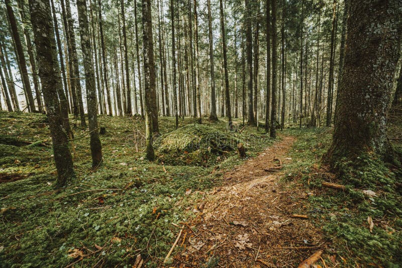 Nature Pathyway in Green Forest Stock Photo - Image of grass, hiking ...