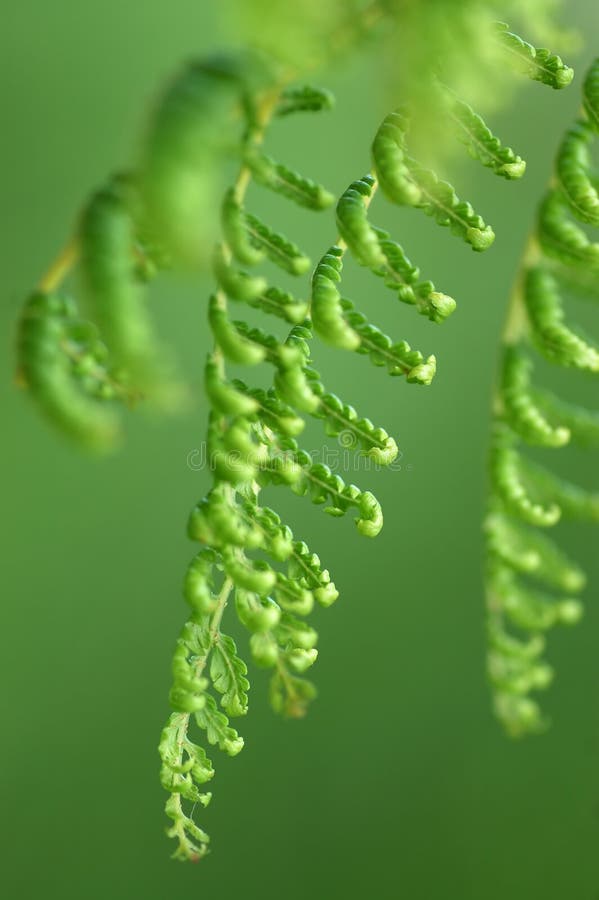 Triangle nature stock image. Image of nature, botany, plant - 871005