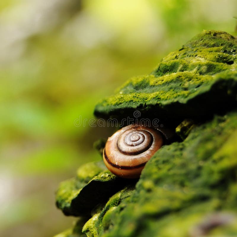 Nature patterns stock image. Image of growing, detail - 15365833