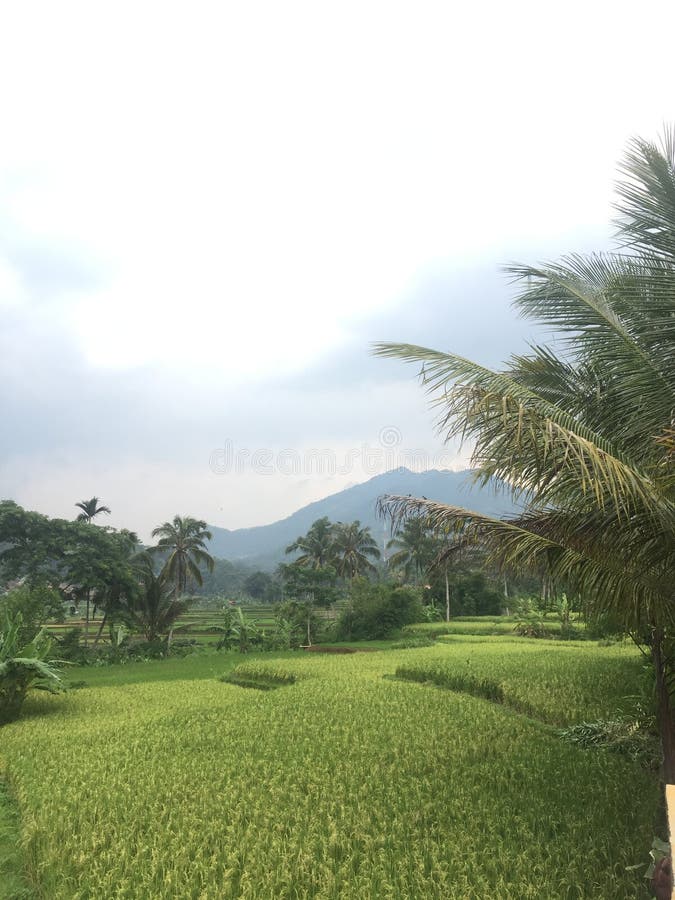 Nature stock image. Image of color, perfect, rees, combination - 218954633