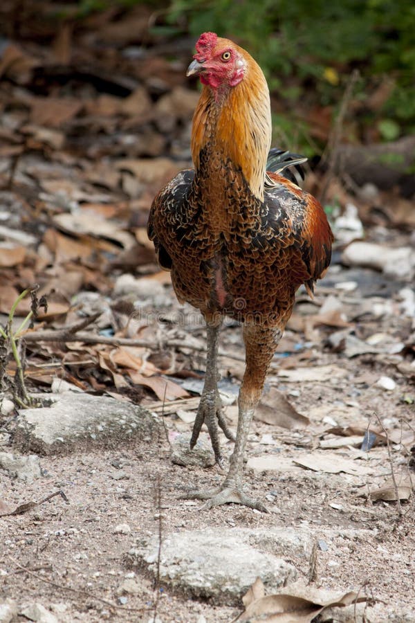 Pet Rooster Walking on the Ground. Stock Photo - Image of male, green ...